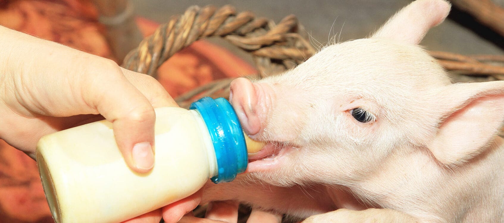 PRODUCT APPLICATIONS - Numidia - Your expert partner in dairy